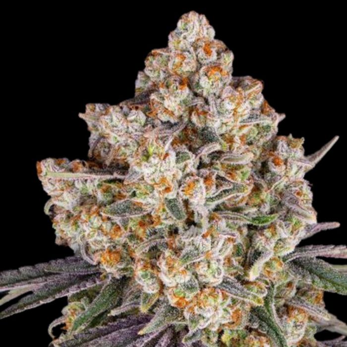 Barneys Farm Ice Cream Strain | Delicious, Creamy Pungent & Therapeutic