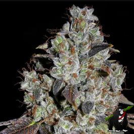 Jealousy | Pinnacle of Gelato strains! 30% THC