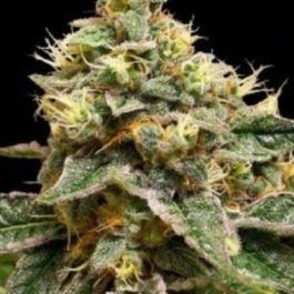 DNA Genetics OG LA Affie | Pure Indica AKA Afghan Bombay Kush