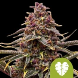 Buy Pink Mist Auto Seeds – Compact, Potent, Flavorful Strain