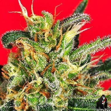 Bomb Seeds Cluster Bomb - Kick Ass Yields with 20% THC / UK's Marijuana ...