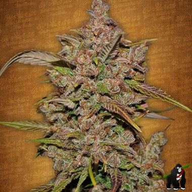 Fast Buds Crystal Meth Auto | Tropical Sativa with 20% THC