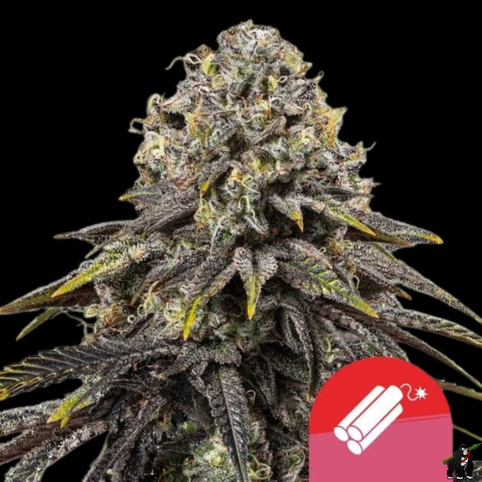 Buy Dynamite Diesel Feminized Seeds Tyson 2.0