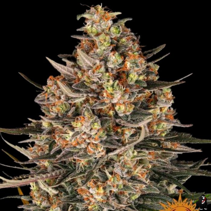 Barneys Farm Lemon Drizzle | Citrus Explosion, High Yields, Sativa ...