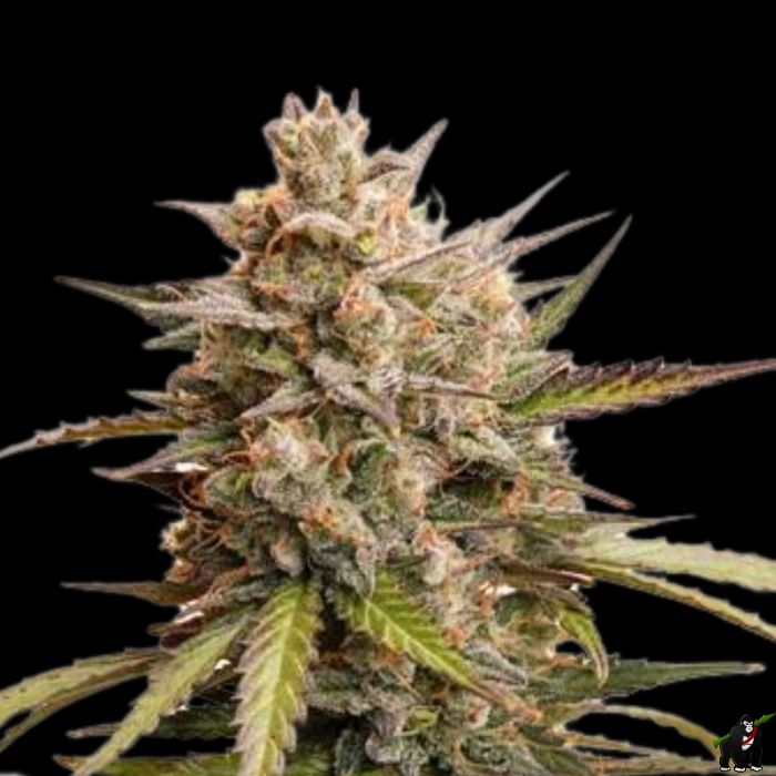 Melonade Runtz Auto Feminised Cannabis Seeds / UK's Marijuana Seeds