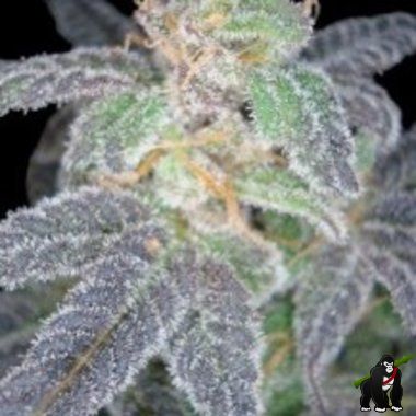 Reserva Privada Purple OG #18 | Strong Effects, Big Yields