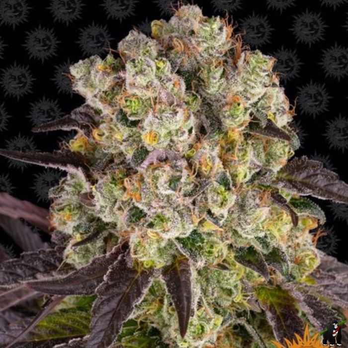 PURPLE PUNCH X LEMON DRIZZLE