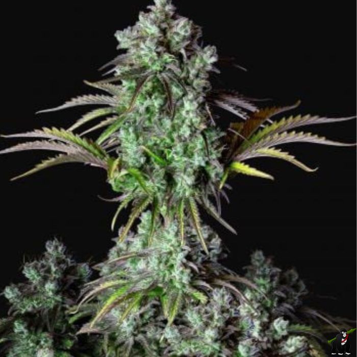 Big Bud Auto | Big Yields, Fast Flowering Automatic with Big Buds